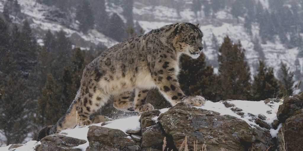 Your Wild Impact – Soap with Hope